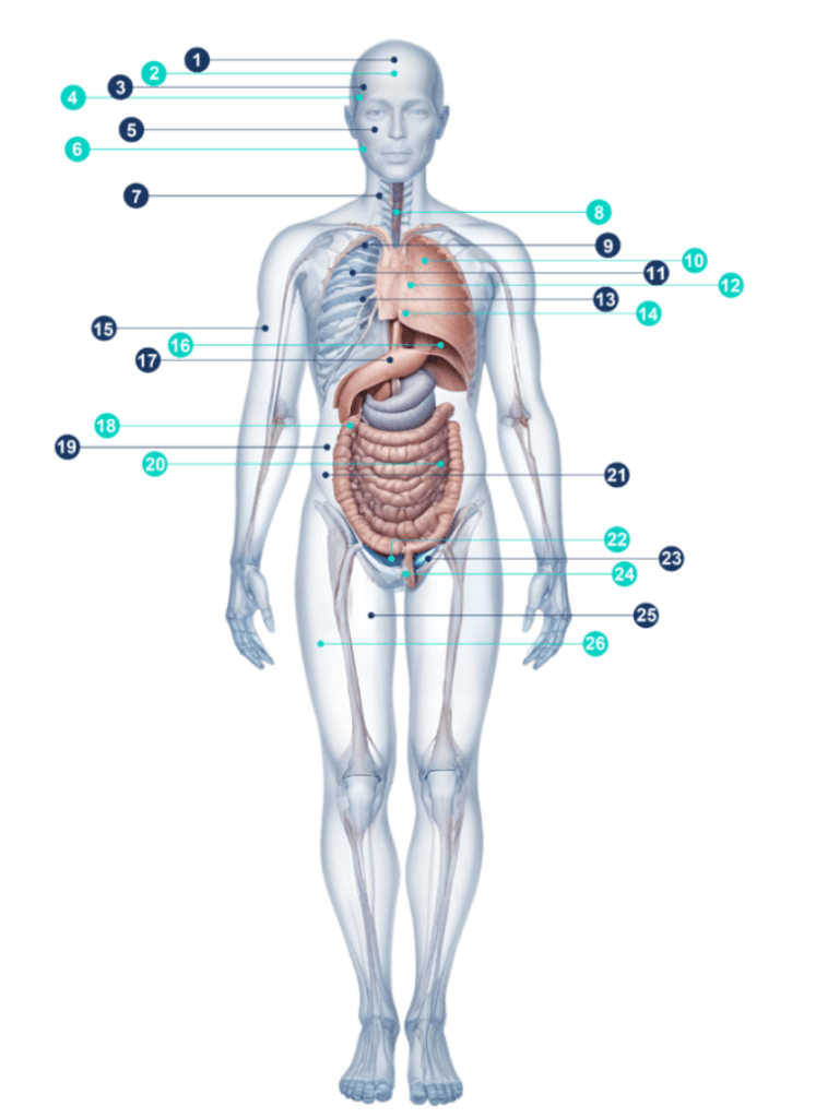 The Body Map - Every System We Screen and Why It Matters